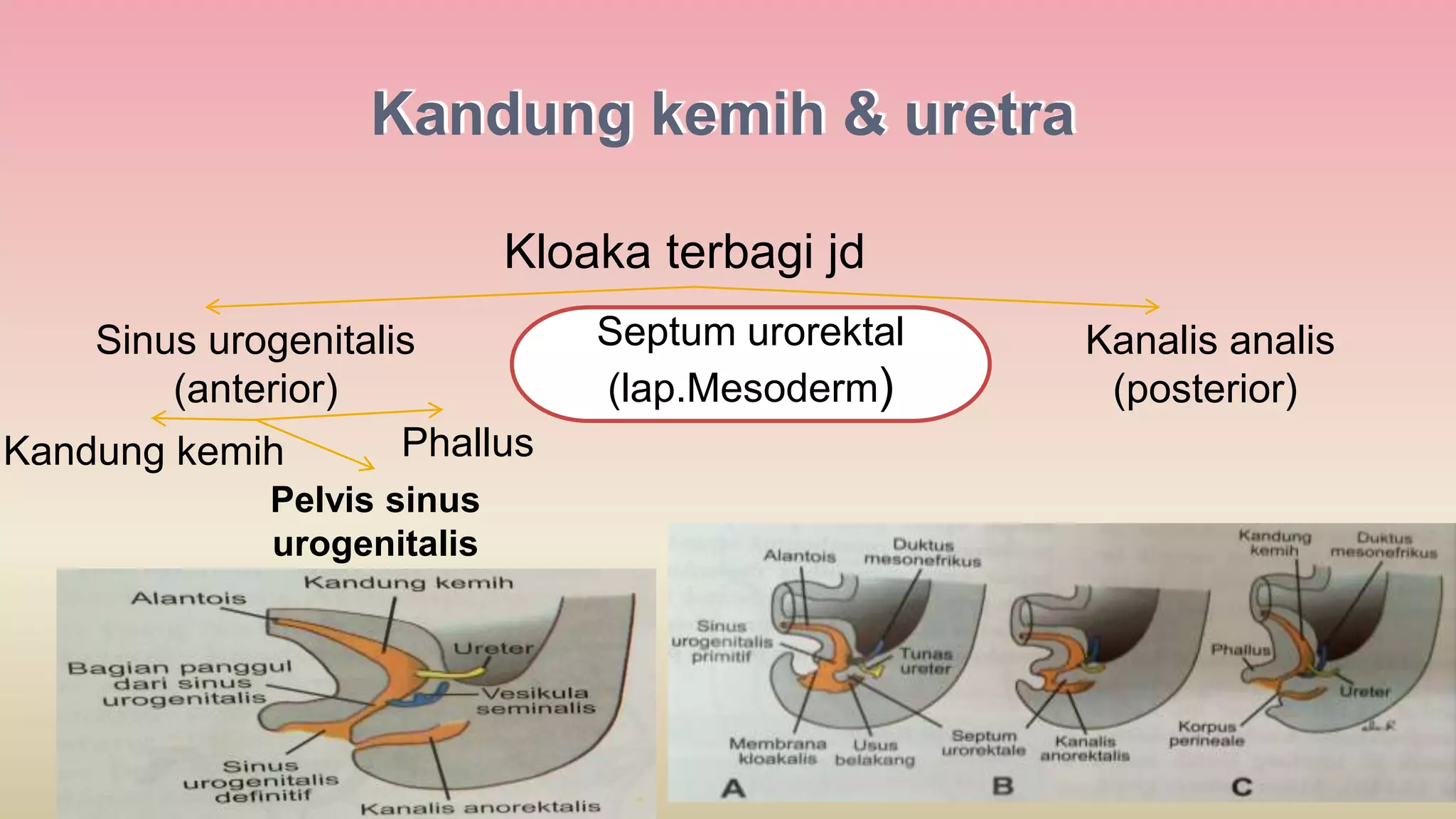 embriologi sistem urogenital.pptx