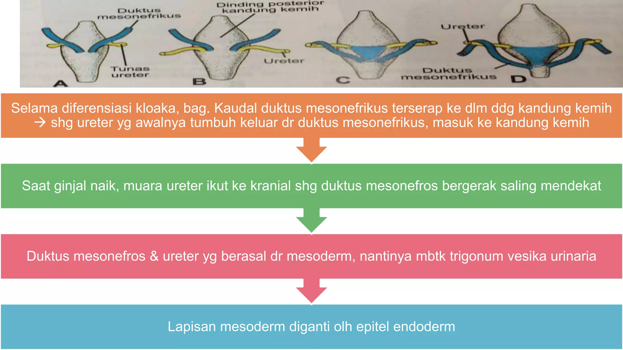 embriologi sistem urogenital.pptx
