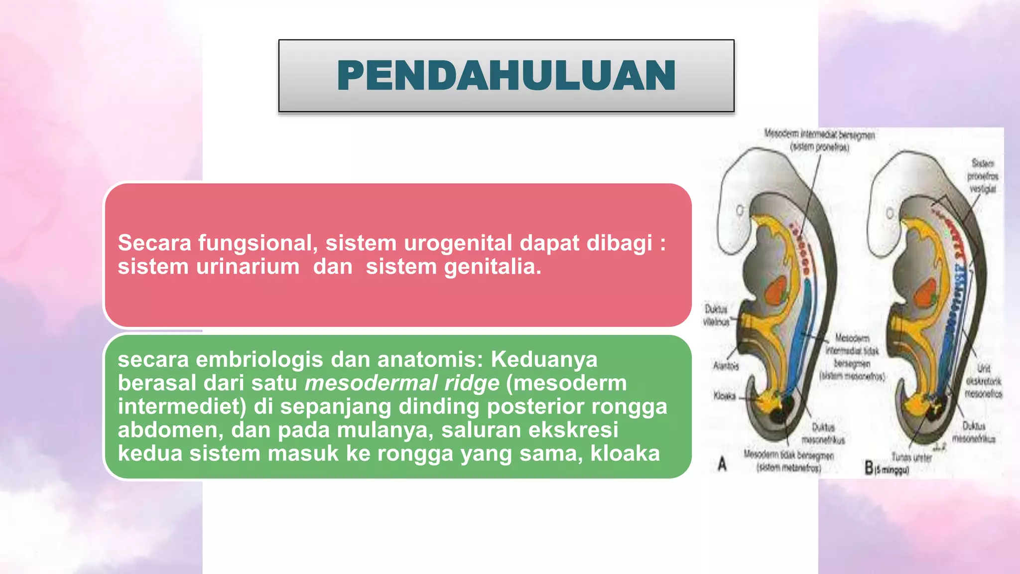 embriologi sistem urogenital.pptx