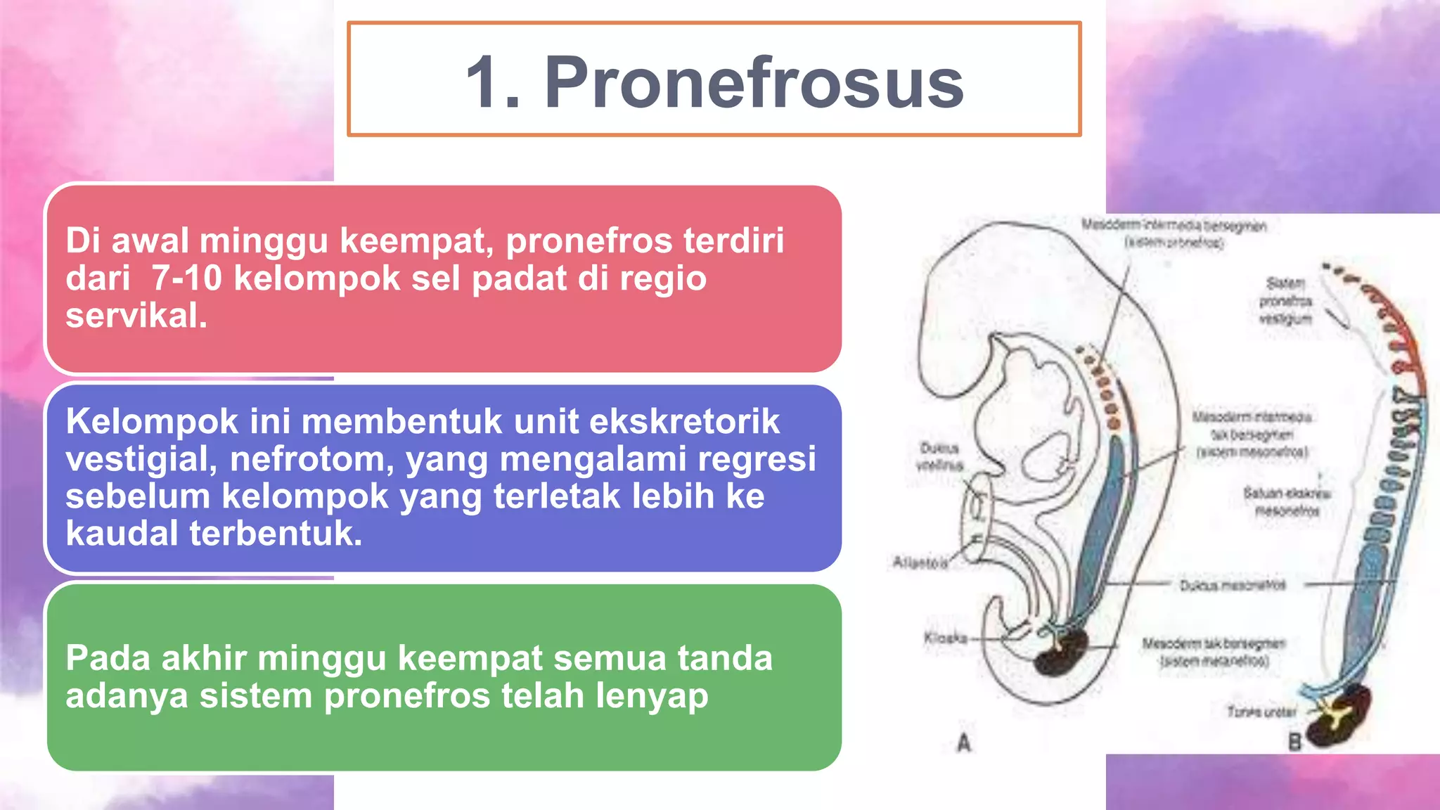 embriologi sistem urogenital.pptx