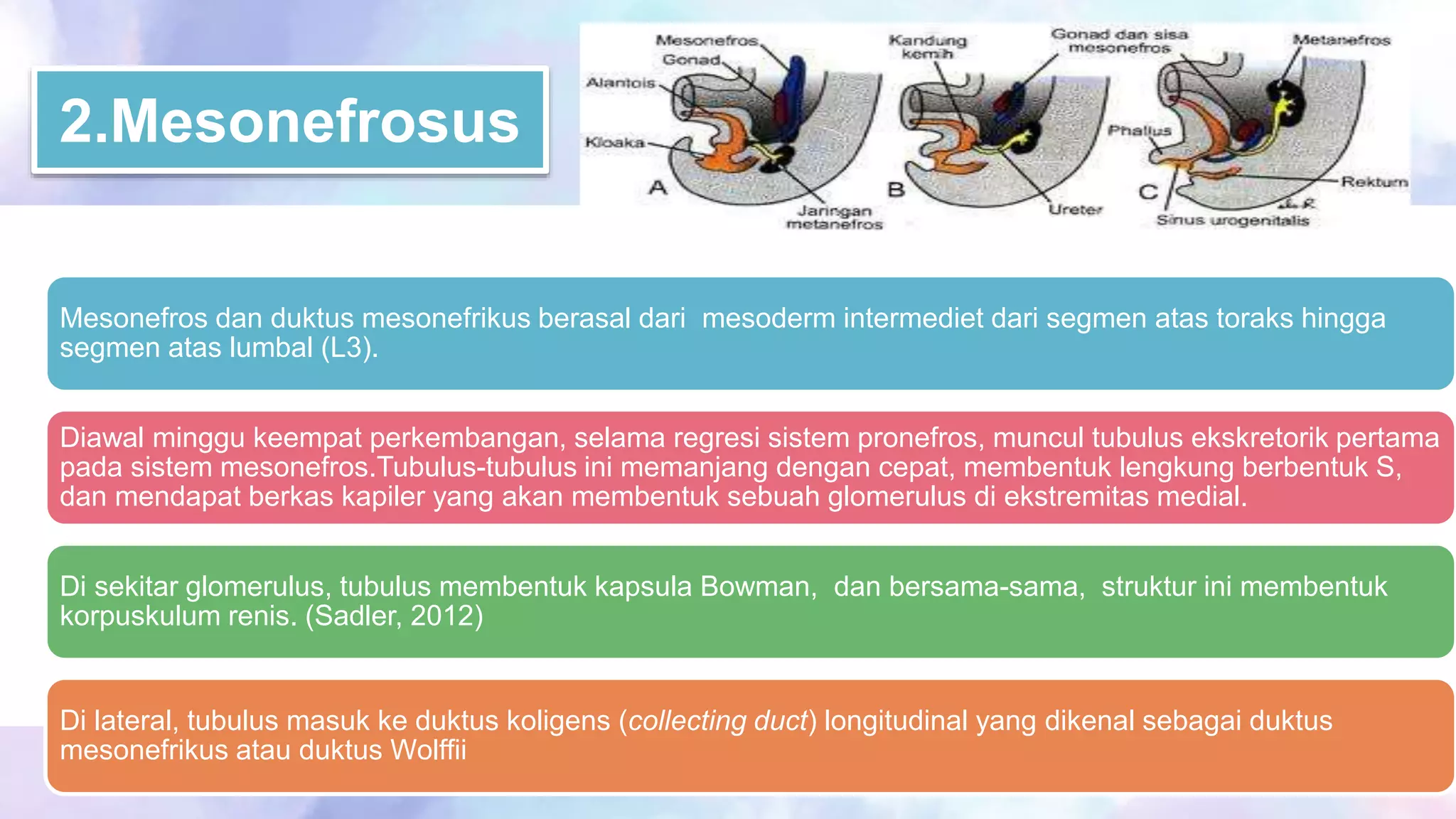 embriologi sistem urogenital.pptx