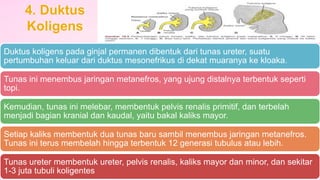 embriologi sistem urogenital.pptx