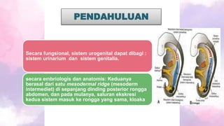 embriologi sistem urogenital.pptx
