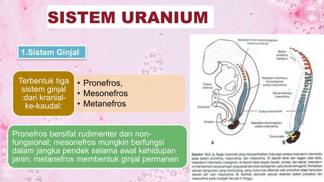 embriologi sistem urogenital.pptx
