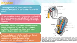 embriologi sistem urogenital.pptx