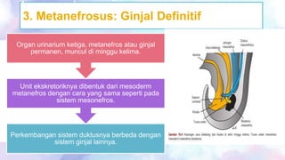 embriologi sistem urogenital.pptx