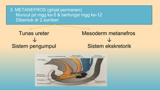 embriologi sistem urogenital.pptx
