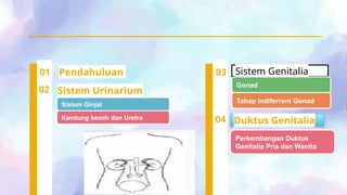 Embriologi sistem urogenital Pada Janin.pptx