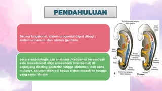 Embriologi sistem urogenital Pada Janin.pptx