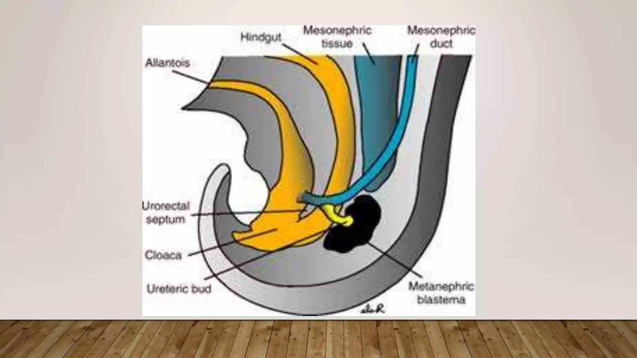 Embriologi system UROREPRO.ppt
