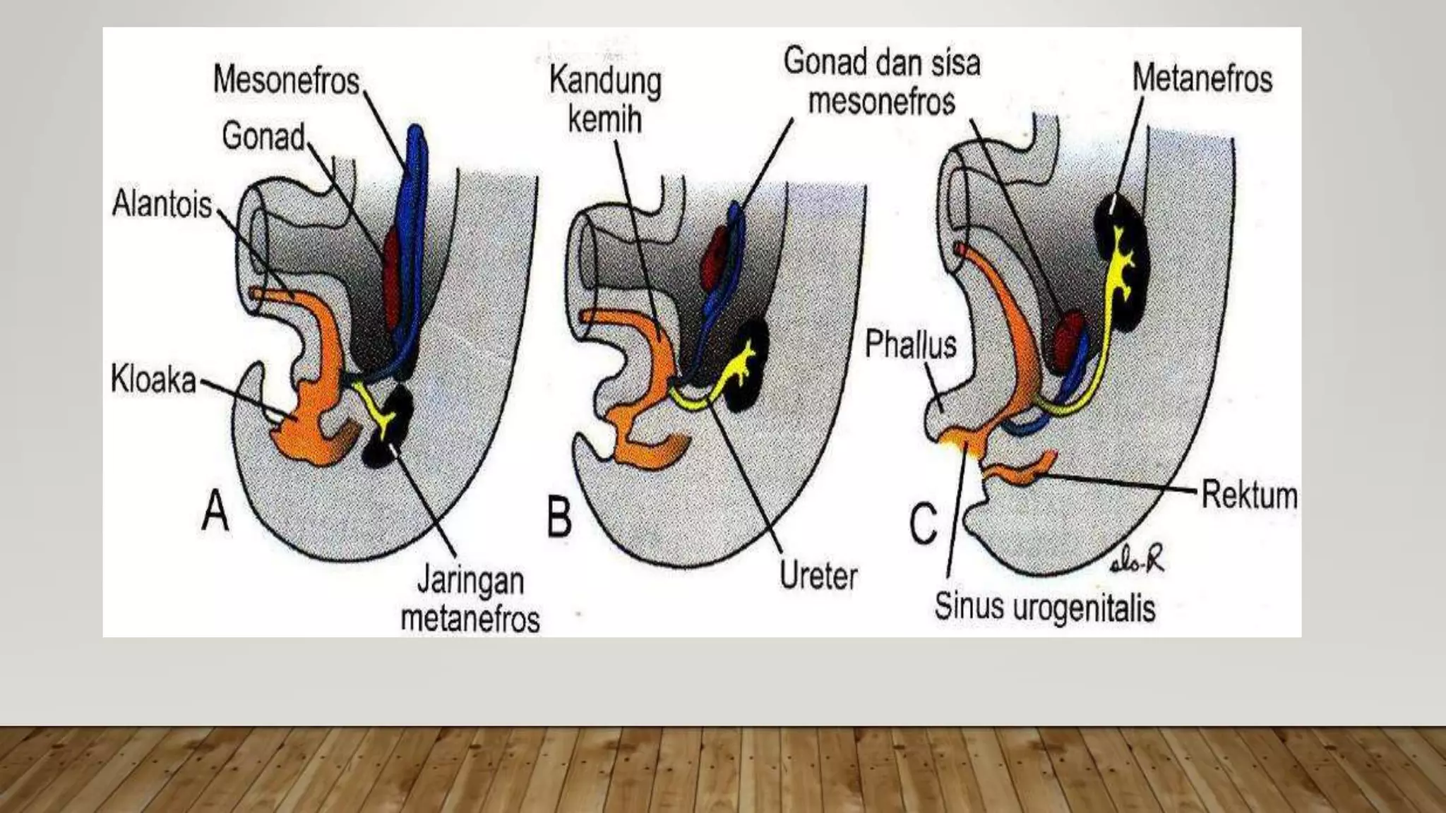 Embriologi system UROREPRO.ppt