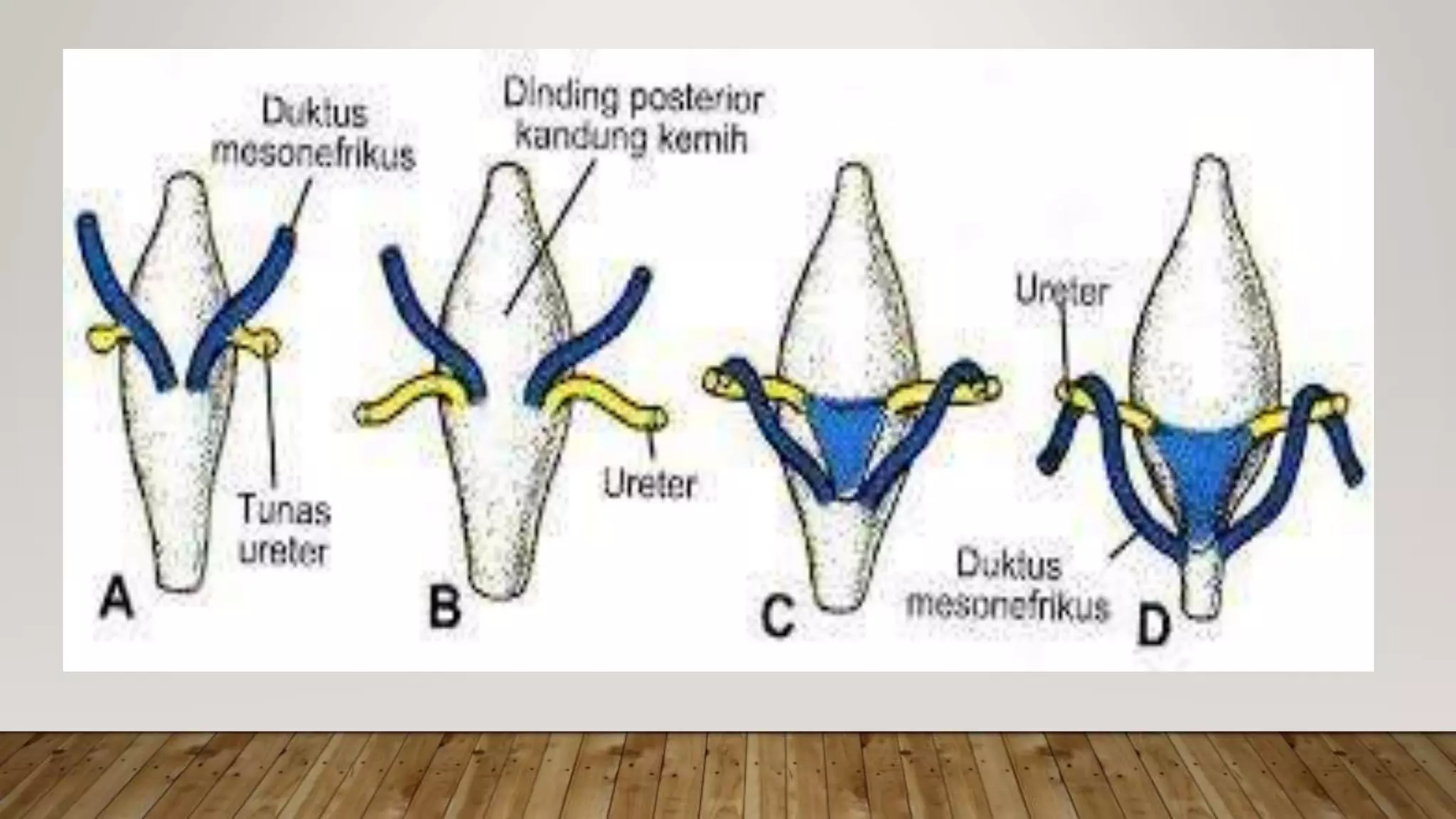 Embriologi system UROREPRO.ppt