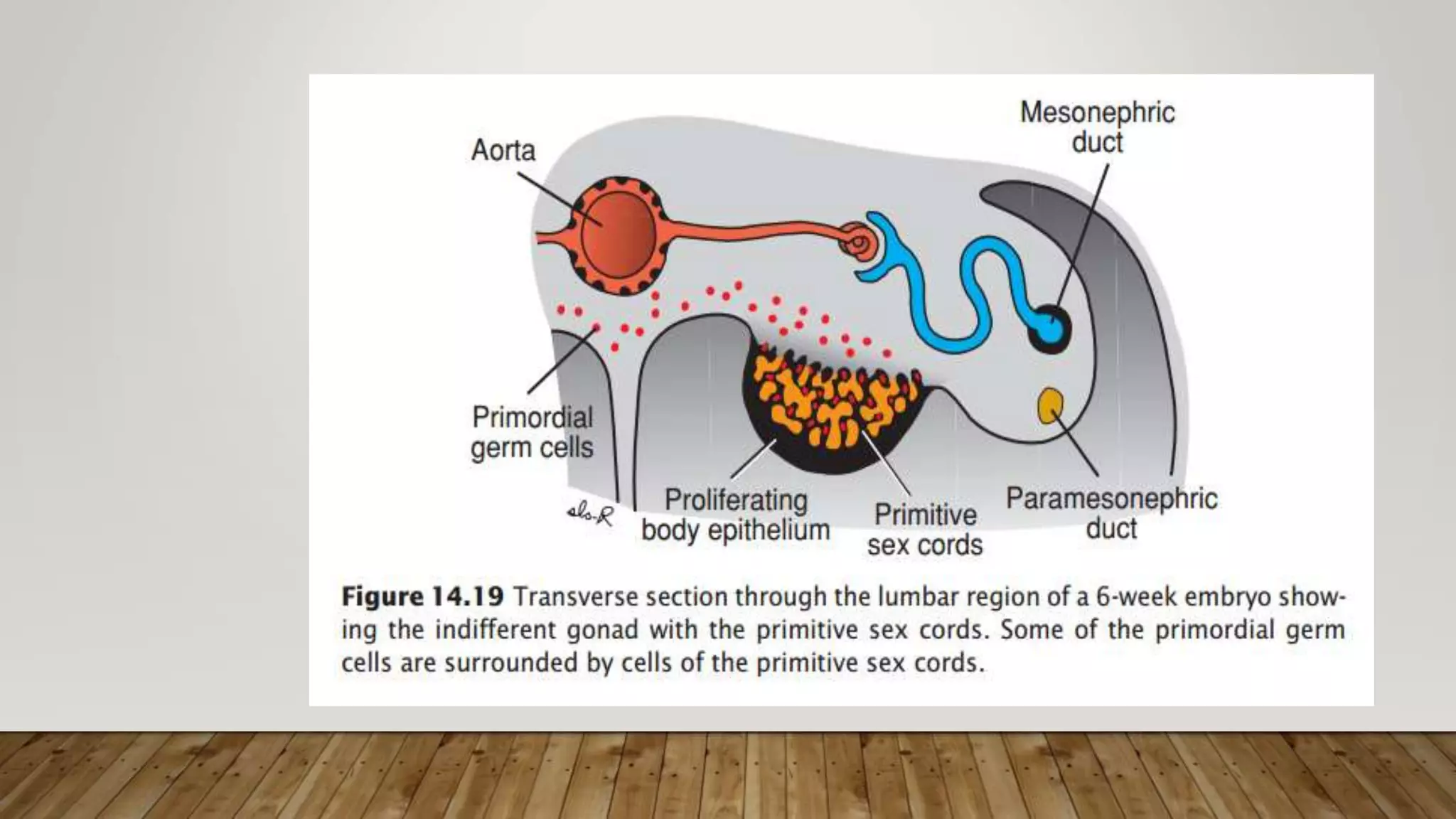 Embriologi system UROREPRO.ppt