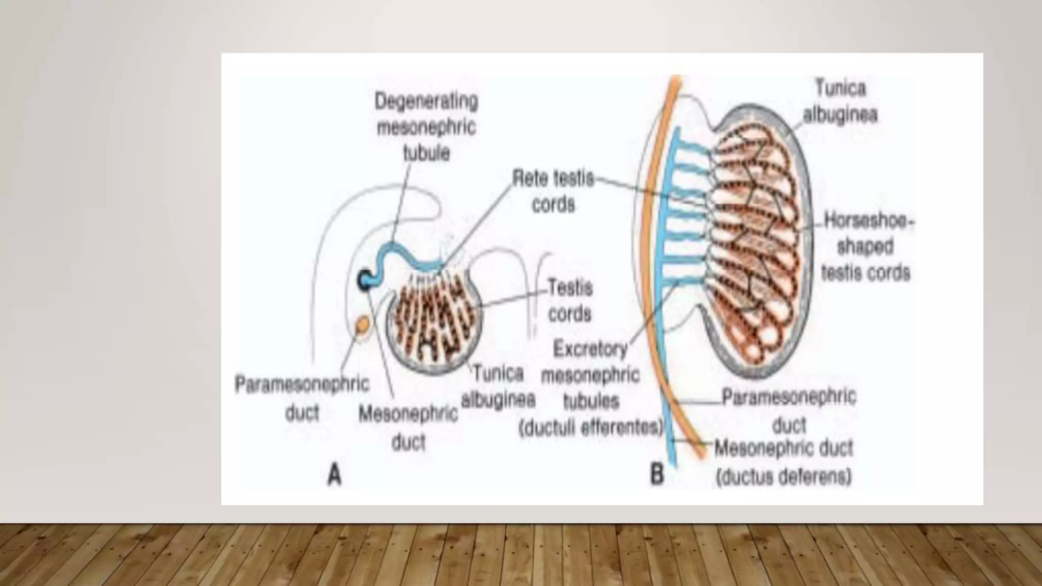 Embriologi system UROREPRO.ppt