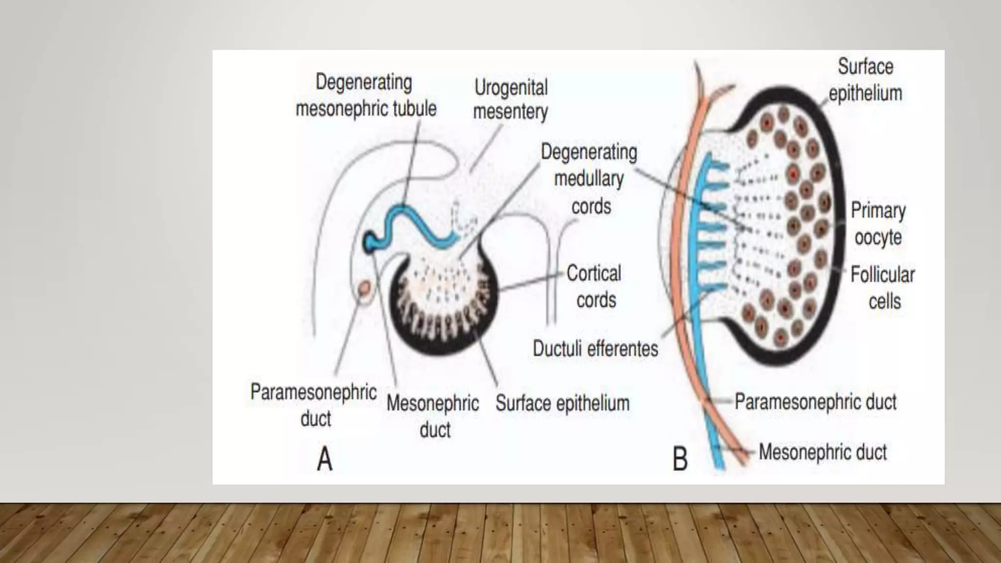 Embriologi system UROREPRO.ppt