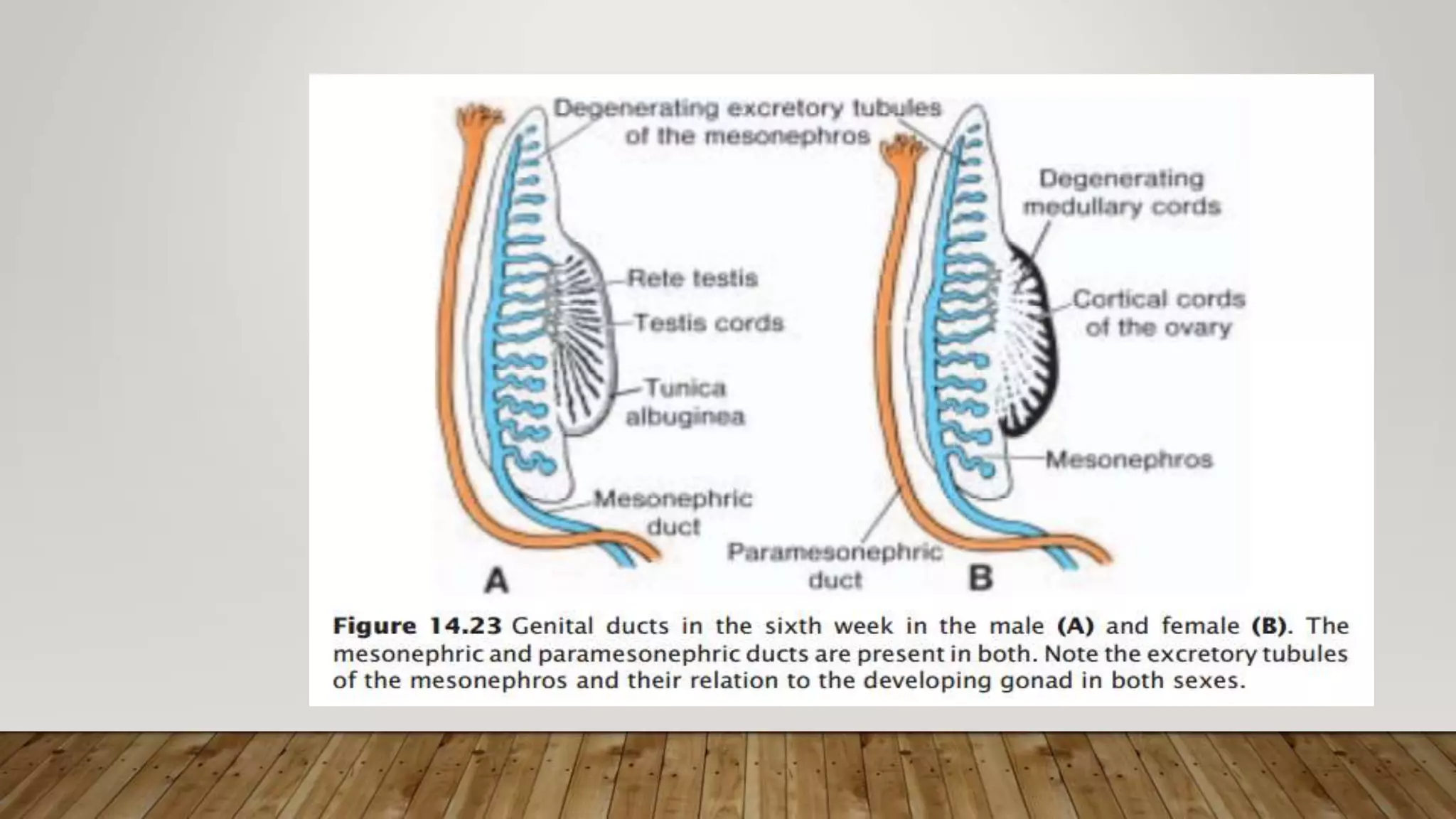 Embriologi system UROREPRO.ppt
