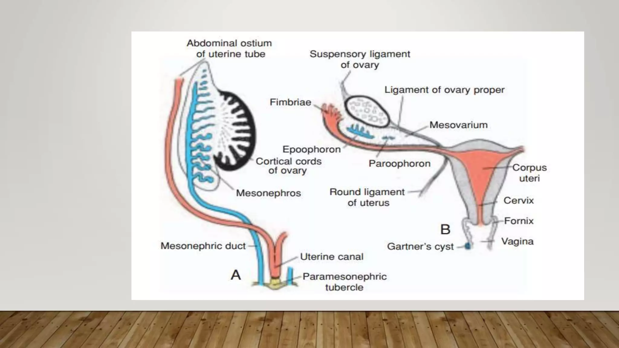 Embriologi system UROREPRO.ppt