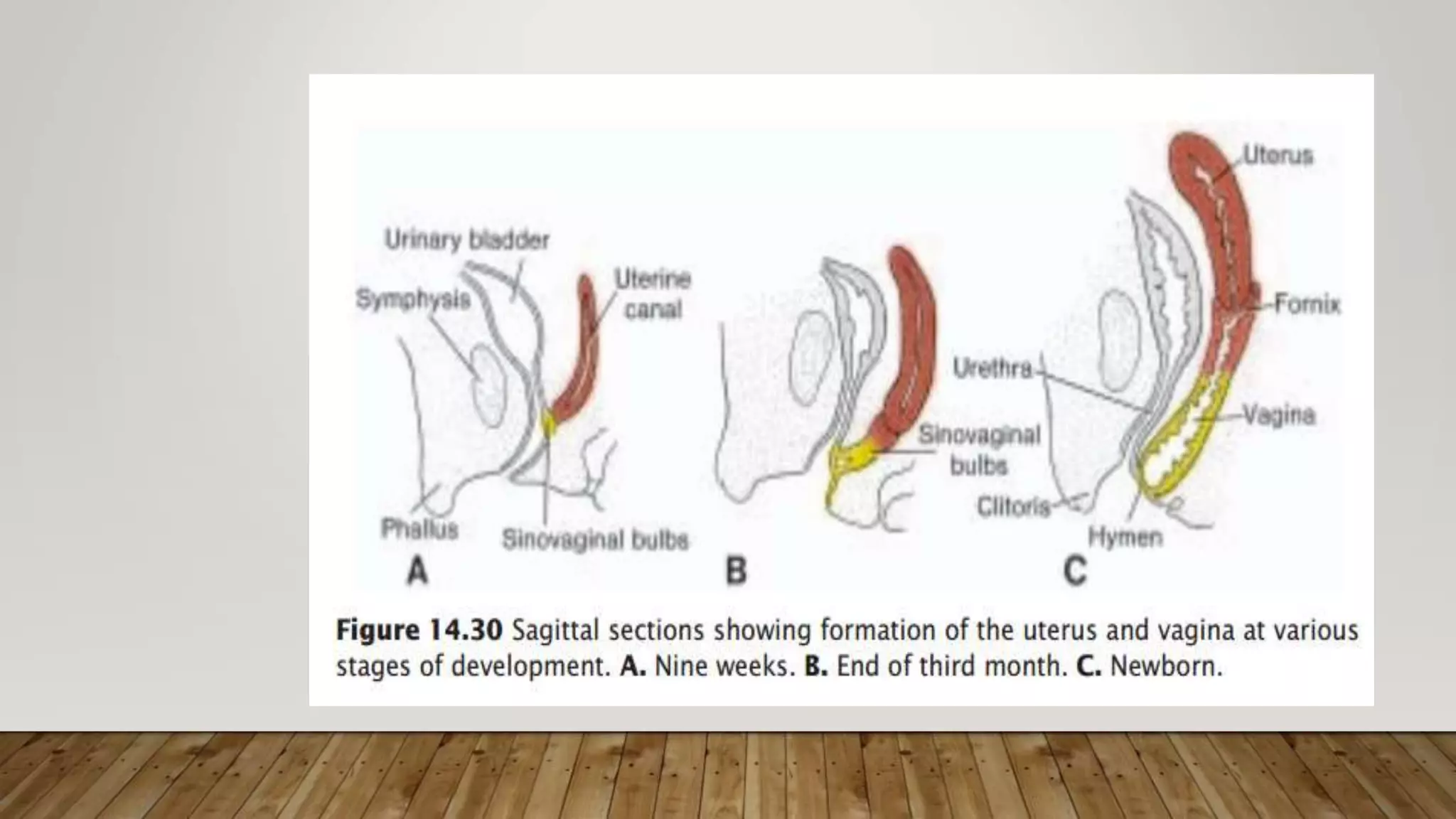 Embriologi system UROREPRO.ppt