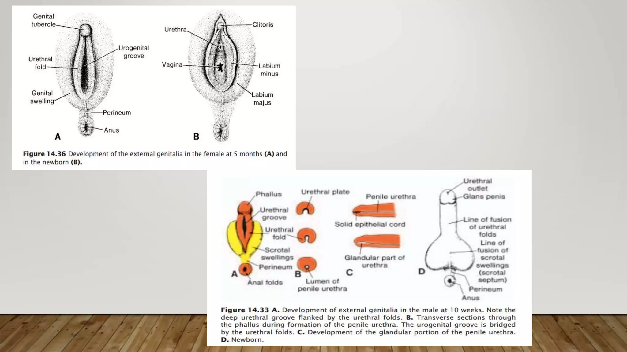 Embriologi system UROREPRO.ppt