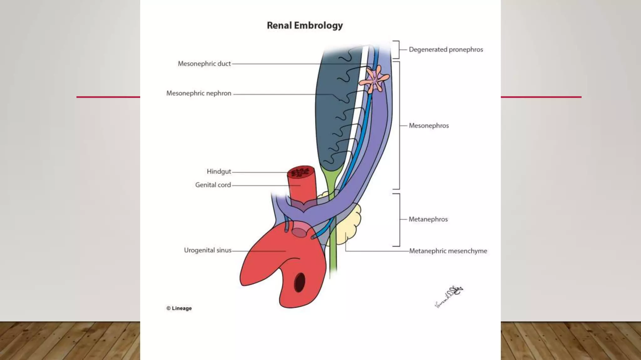 Embriologi system UROREPRO.ppt