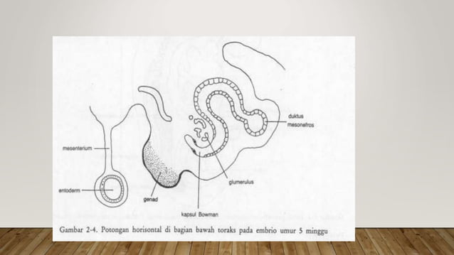 Embriologi system UROREPRO.ppt