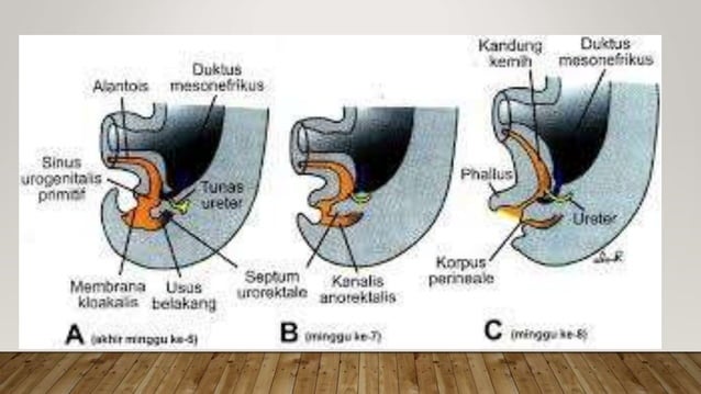 Embriologi system UROREPRO.ppt