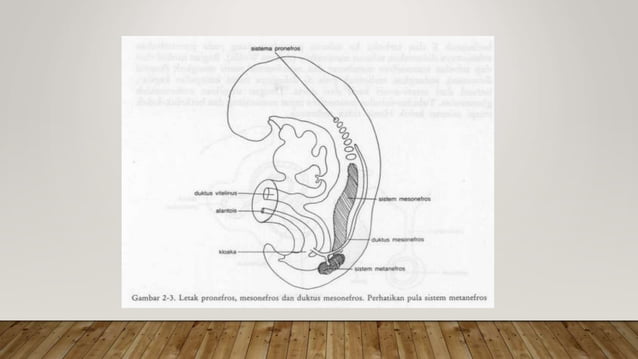 Embriologi system UROREPRO.ppt
