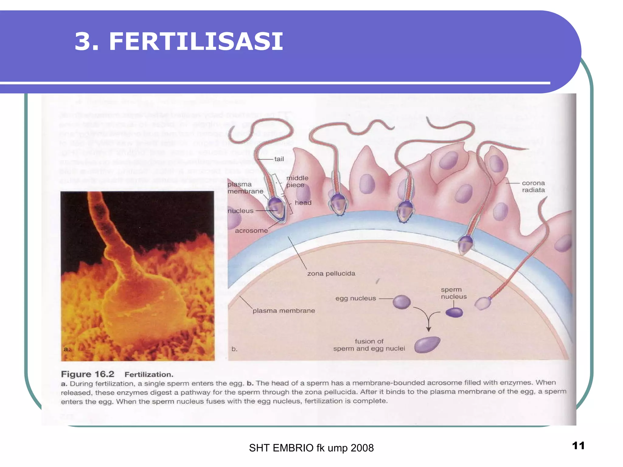 Embriologi umum fk UMP | PPT