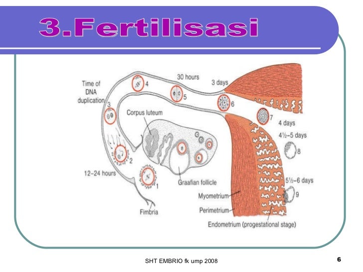 Embriologi umum fk UMP