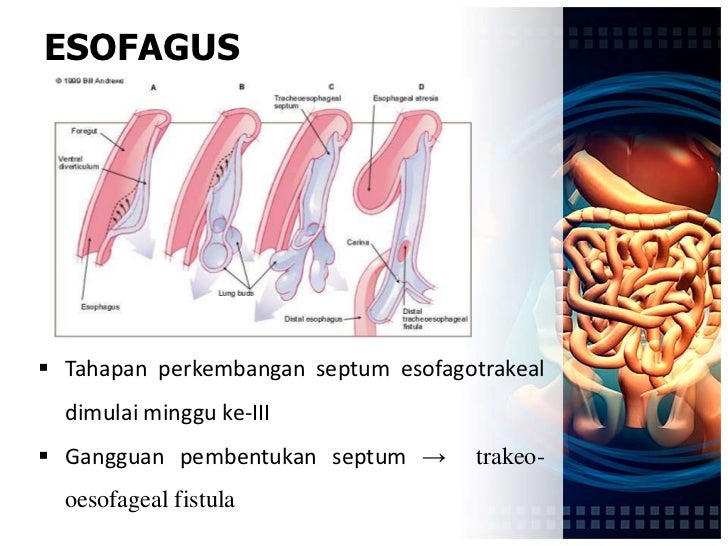 Embriologi usus depan dan kelainan usus depan