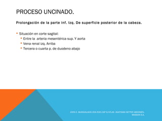 Embriologia del pancreas | PPT