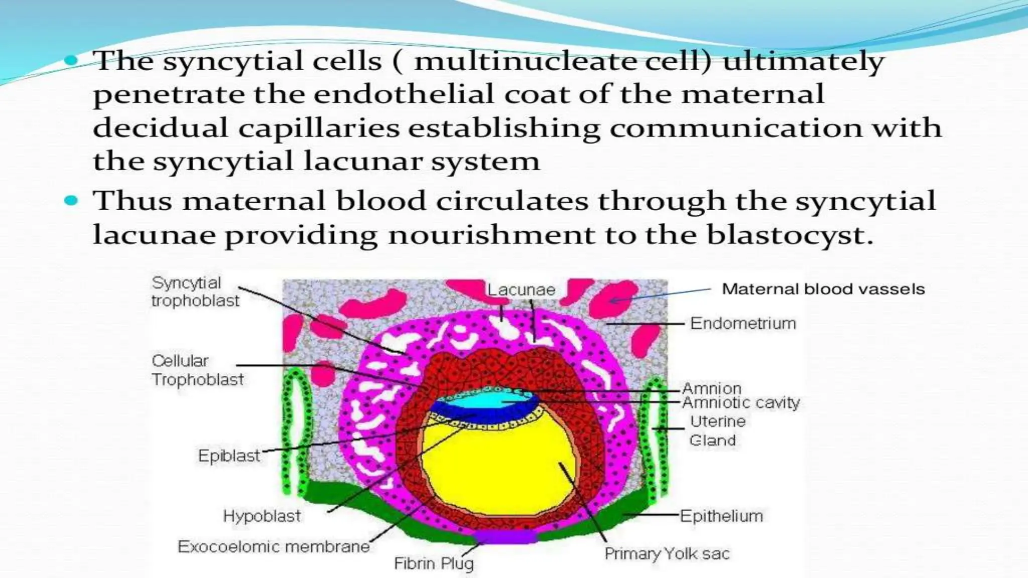 Embriology & development embryo cell process | PPT