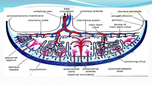 Embriology & development embryo cell process | PPT