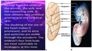 Embriology & development embryo cell process | PPTX