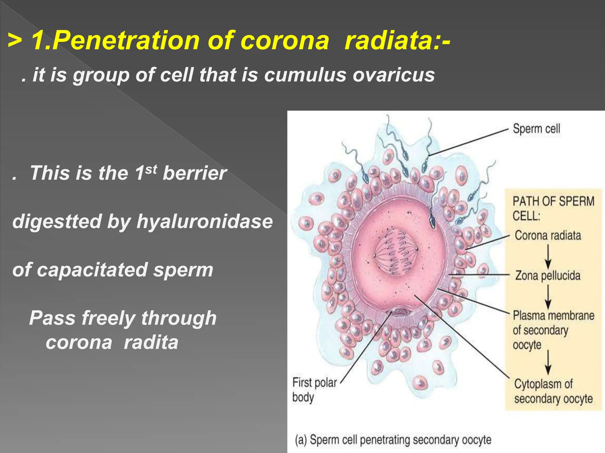 EMBRIOLOGY FERTILIZATION by SANJAY KUMAR .pptx