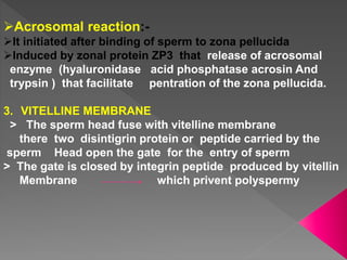 EMBRIOLOGY FERTILIZATION by SANJAY KUMAR .pptx
