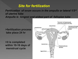 EMBRIOLOGY FERTILIZATION by SANJAY KUMAR .pptx