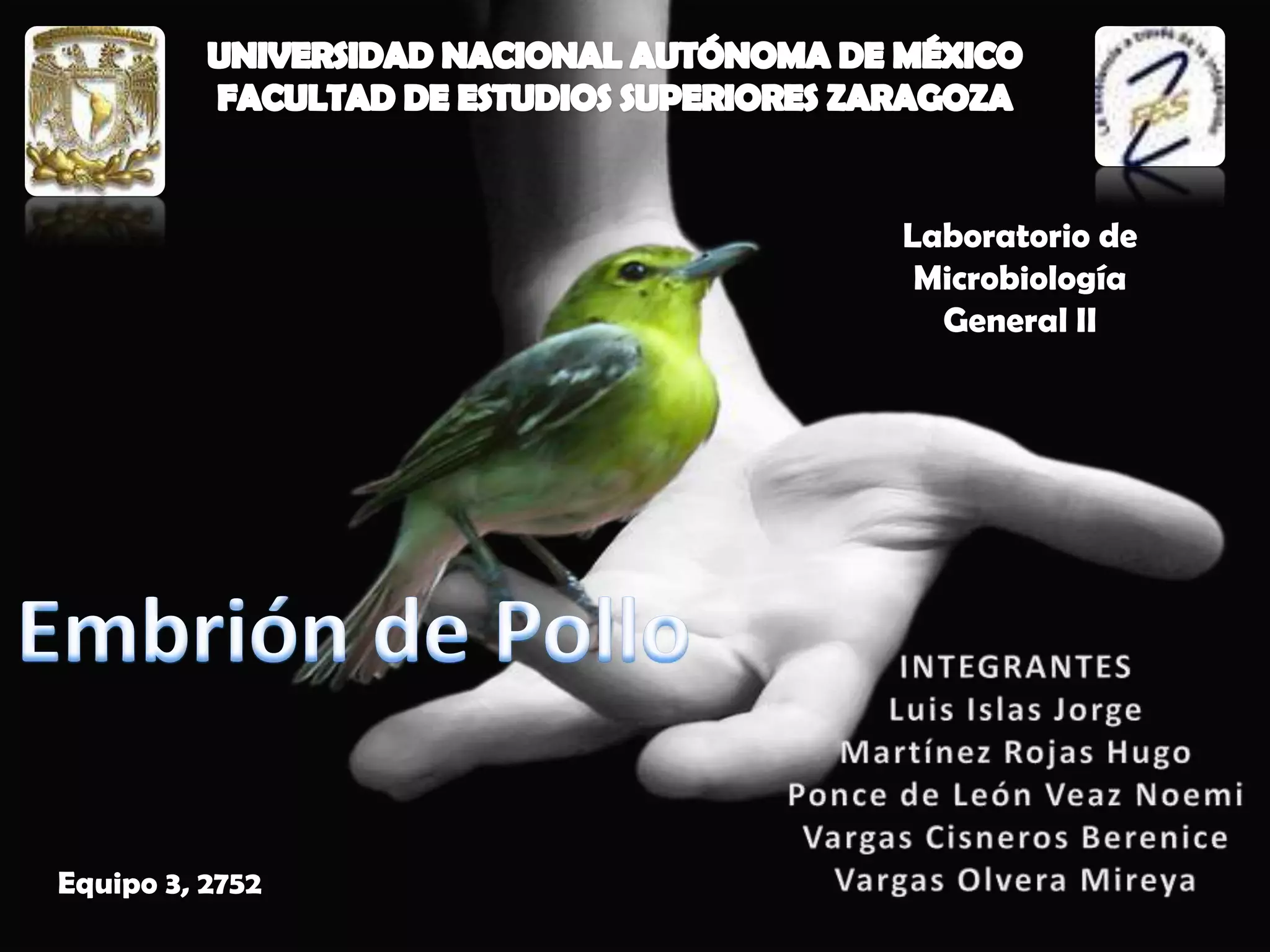 Embrion de pollo | PPTX