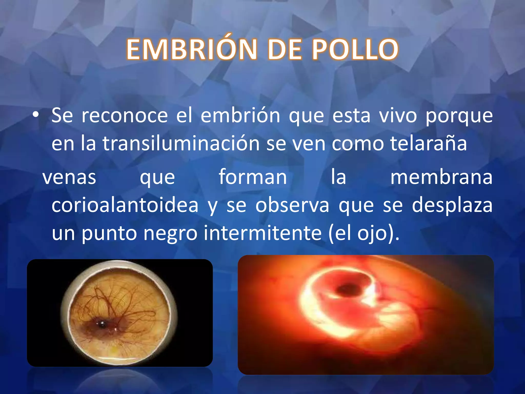 Embrion de pollo | PPTX