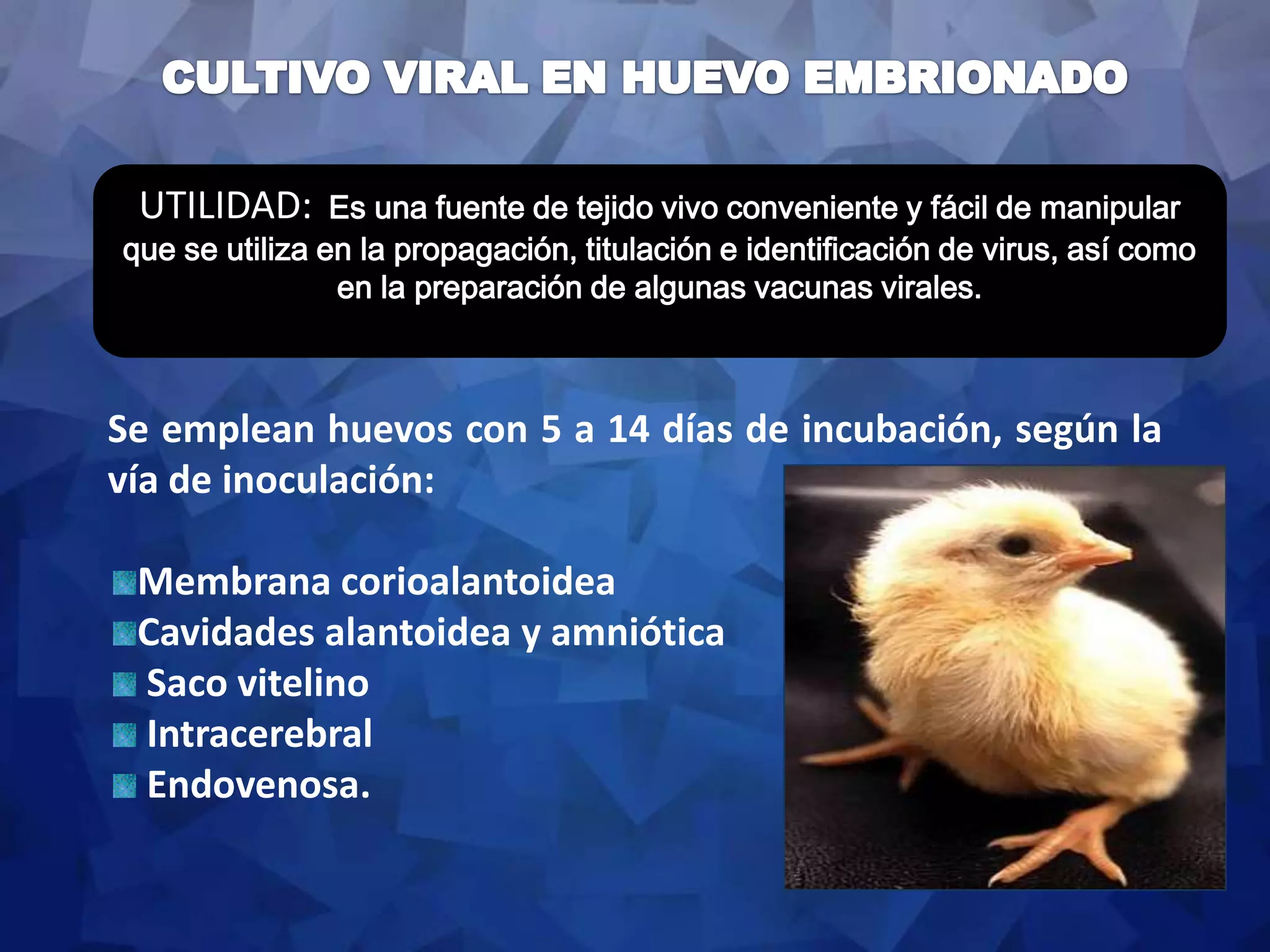 Embrion de pollo | PPTX