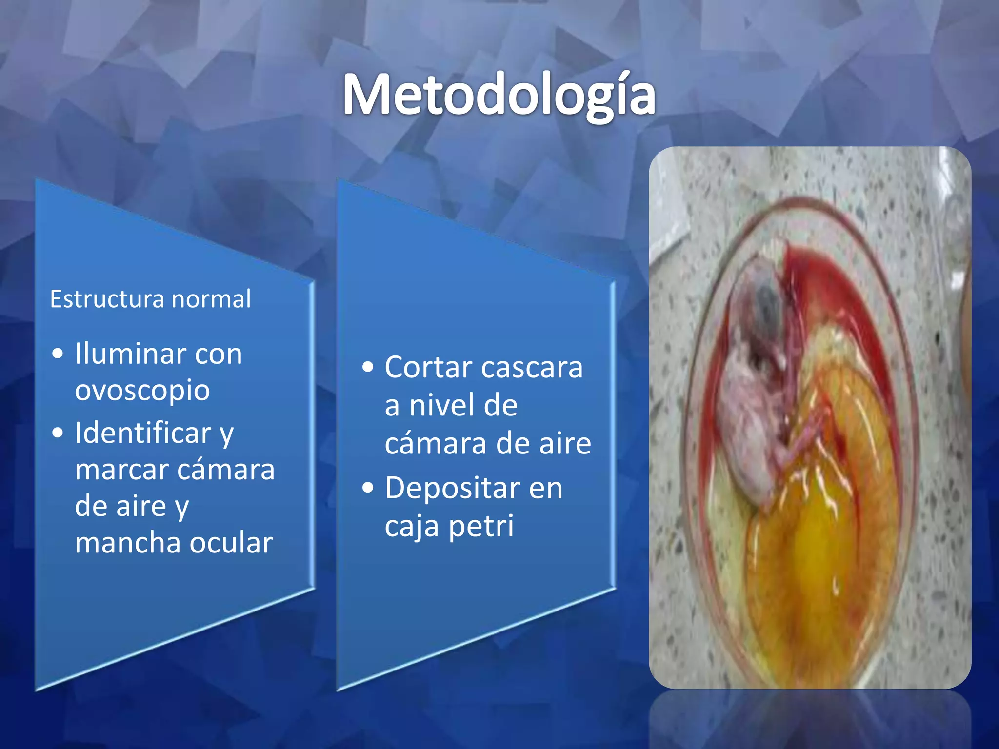 Embrion de pollo | PPT