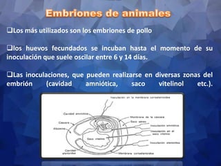 Embrion de pollo | PPTX