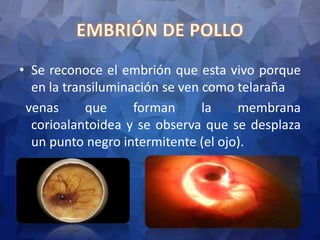 Embrion de pollo | PPTX