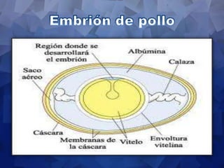 Embrion de pollo | PPTX