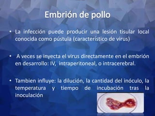 Embrion de pollo | PPTX