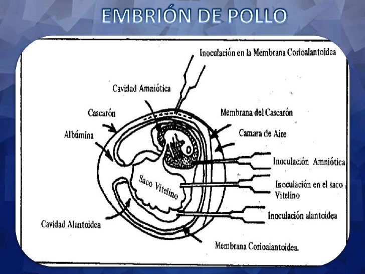 Embrion de pollo