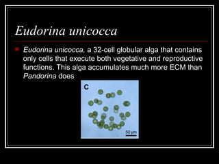 Embrionic Inversion in Volvox | PPT