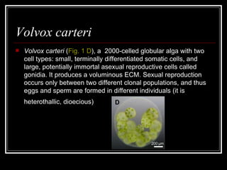 Embrionic Inversion in Volvox | PPT