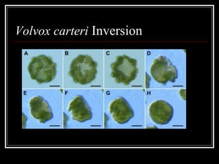 Embrionic Inversion in Volvox | PPT