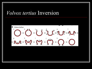Embrionic Inversion in Volvox | PPT